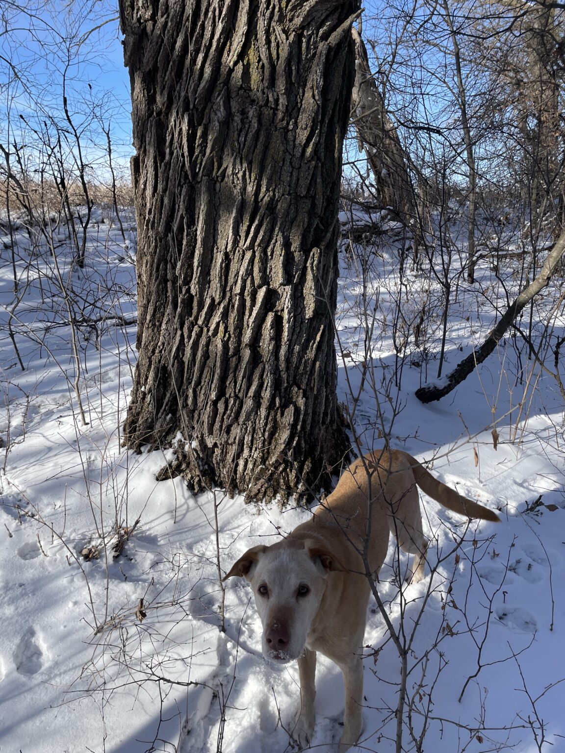Help Protect the Oak forests along the Red River - Red River Health