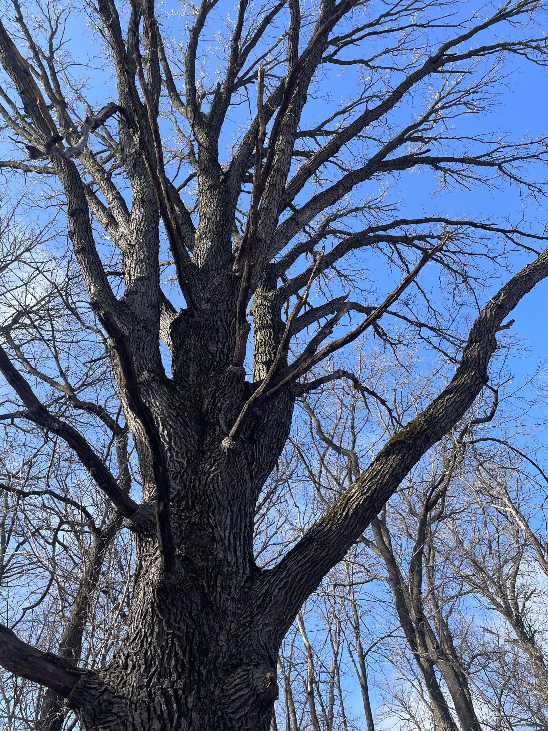 Help Protect the Oak forests along the Red River - Red River Health